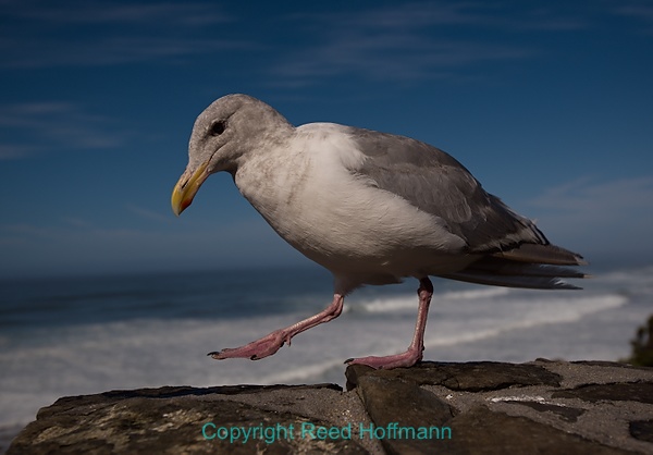 2015 Oregon Photography Workshop - Reed Hoffmann